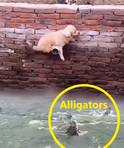 dog behaviour – Animal-human relationship