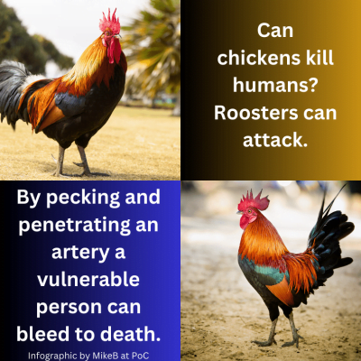 Can chickens kill humans? Yes, two examples. – Michael Broad