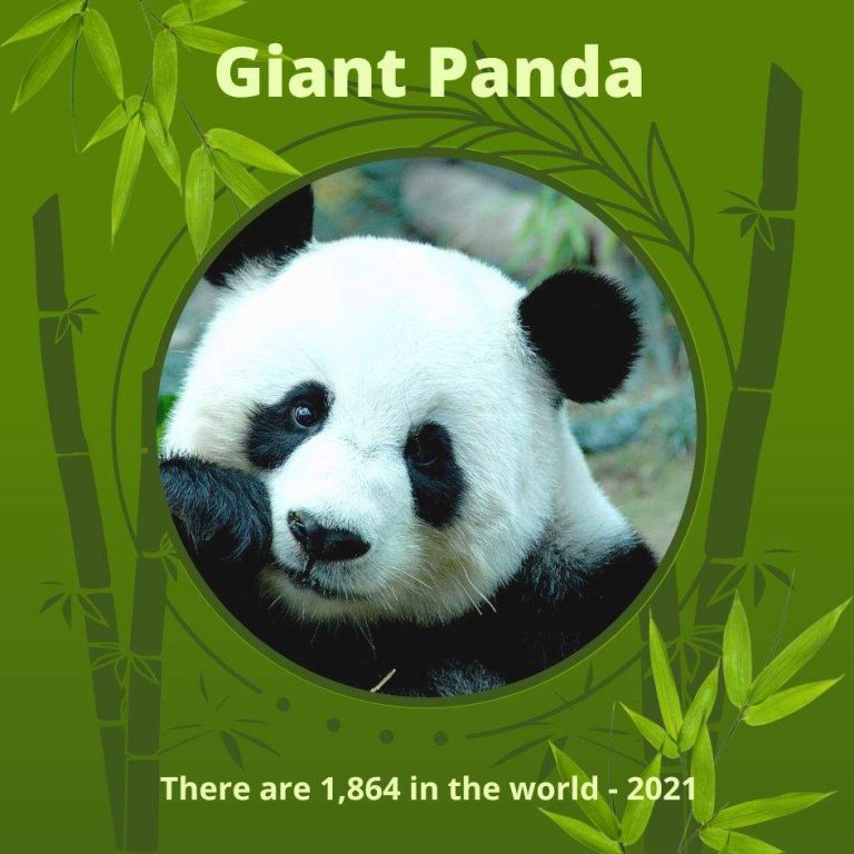 Giant panda edging away from extinction due to Chinese conservation ...